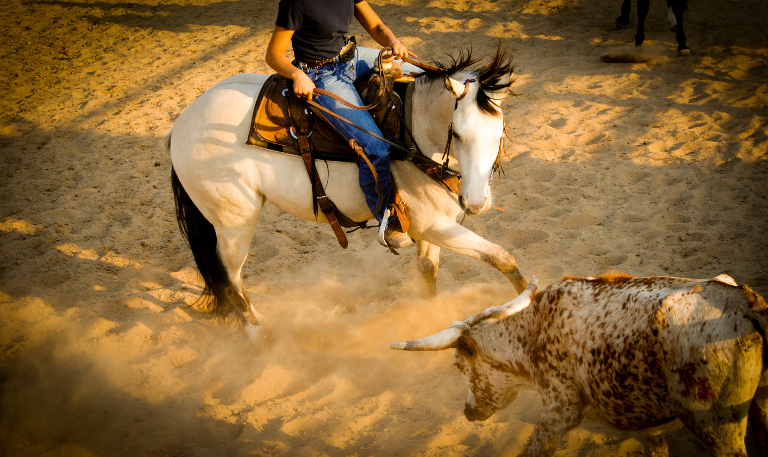 Equine Programs – Lamar CC