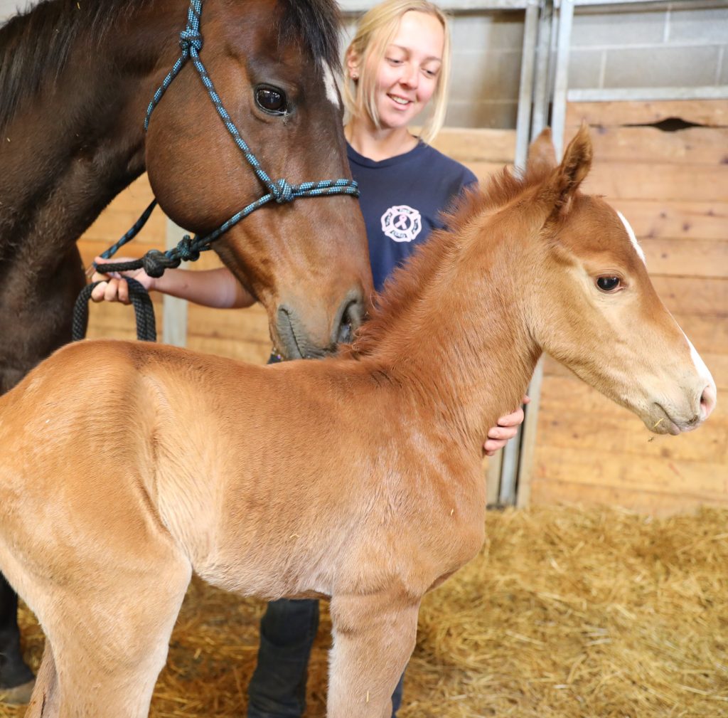 Lamar Community College Horse Programs – Lamar CC